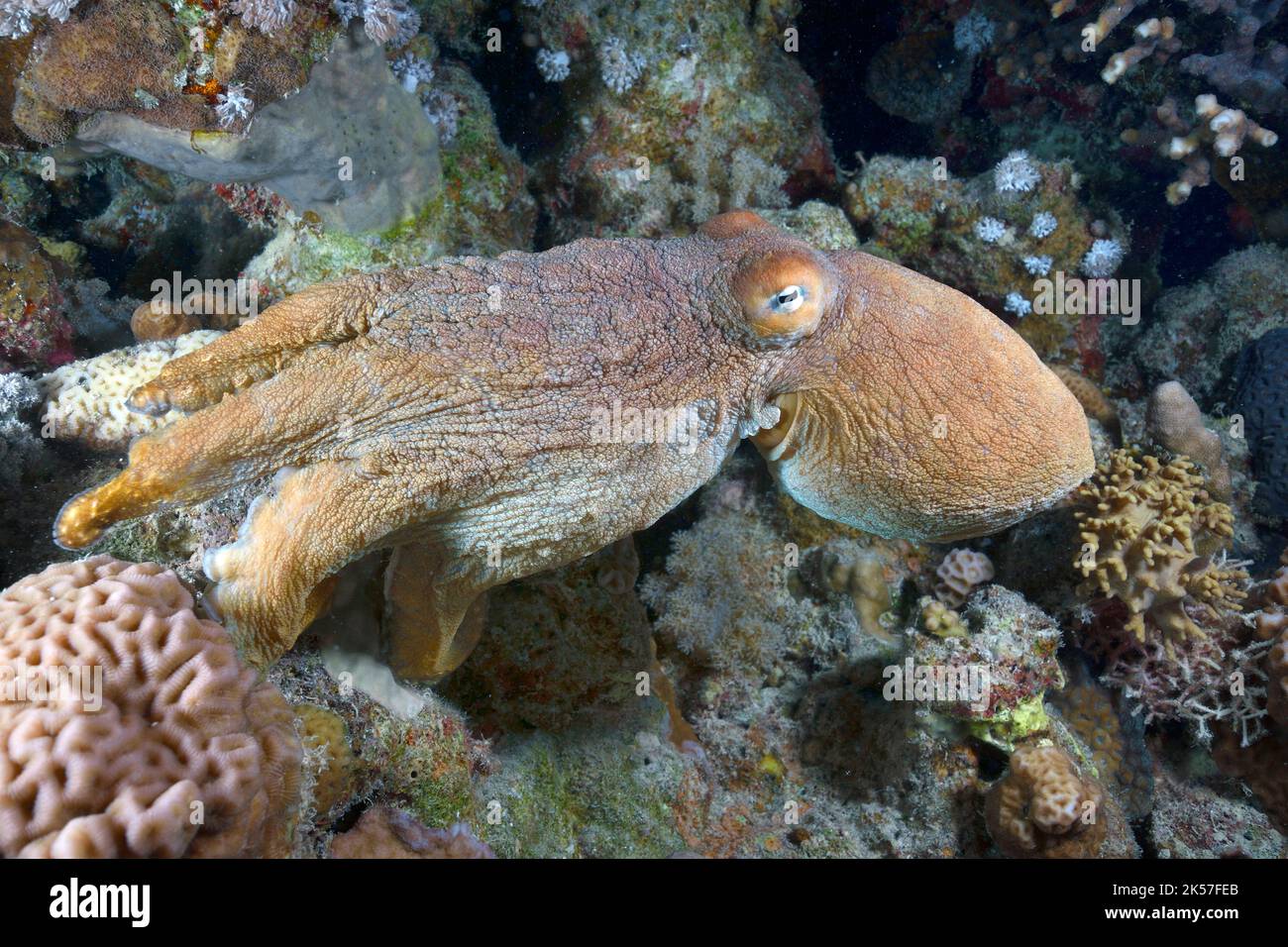 Egypt, Red Sea, an octopus (Octopus sp Stock Photo - Alamy
