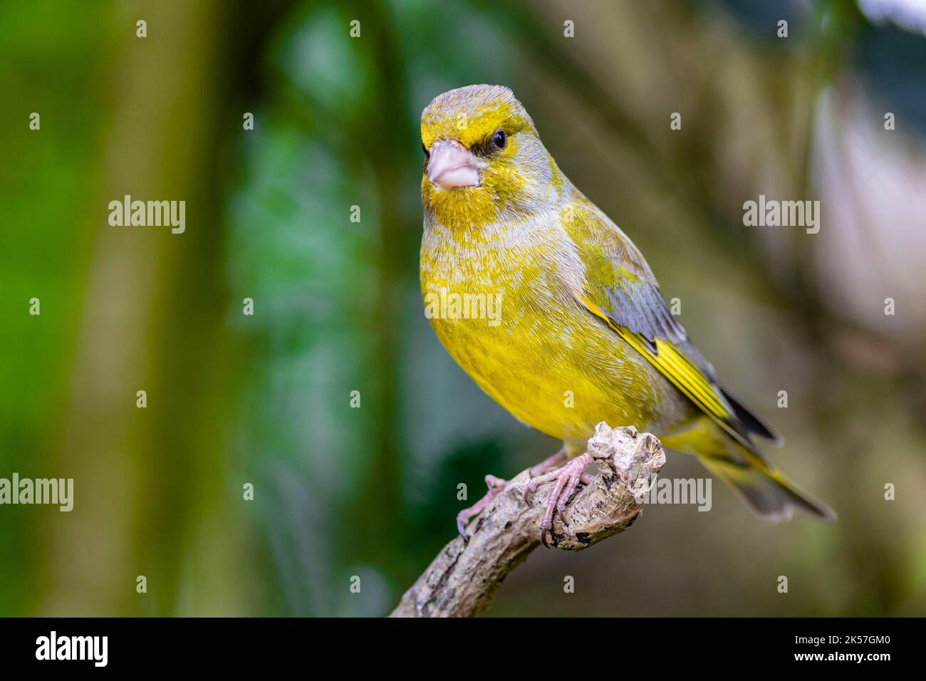 France, Eure, near Pont-Audemer, garden birds, passeriform, male ...