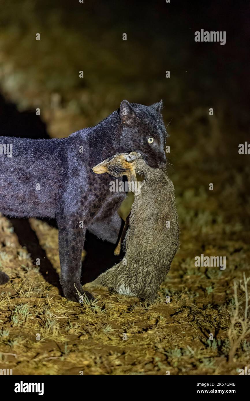 Kenya, Laikipia County, Extremely rare photo of a Black Panther or ...