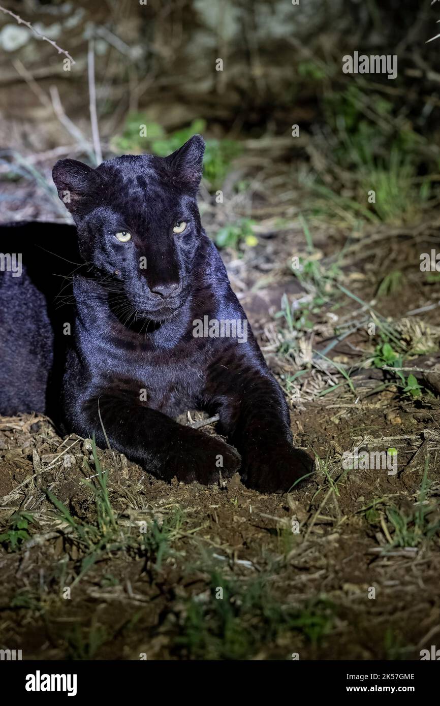 Kenya, Laikipia County, Extremely rare photo of a Black Panther or ...