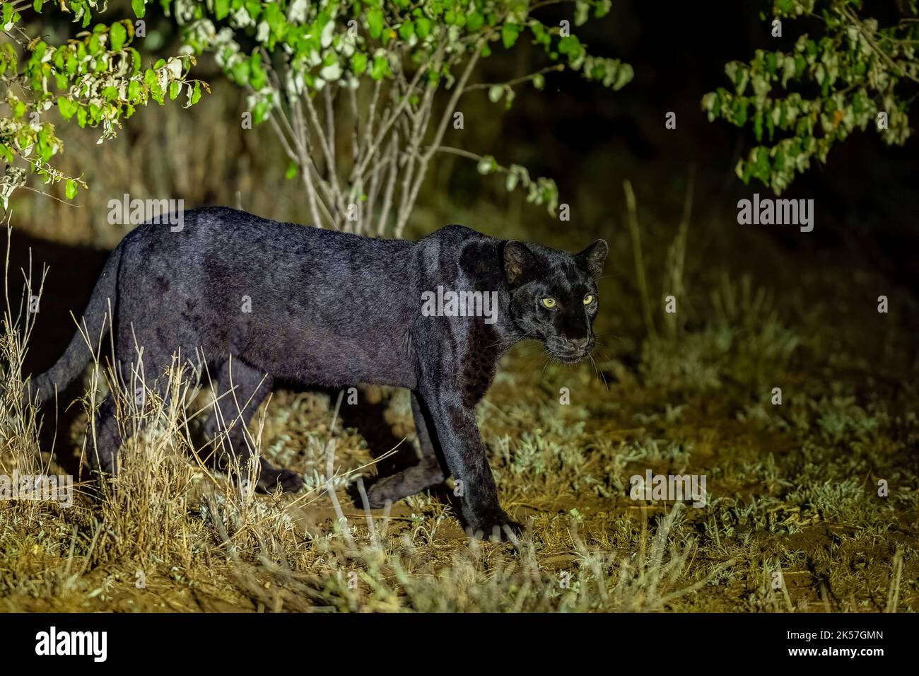 Kenya, Laikipia County, Extremely rare photo of a Black Panther or ...