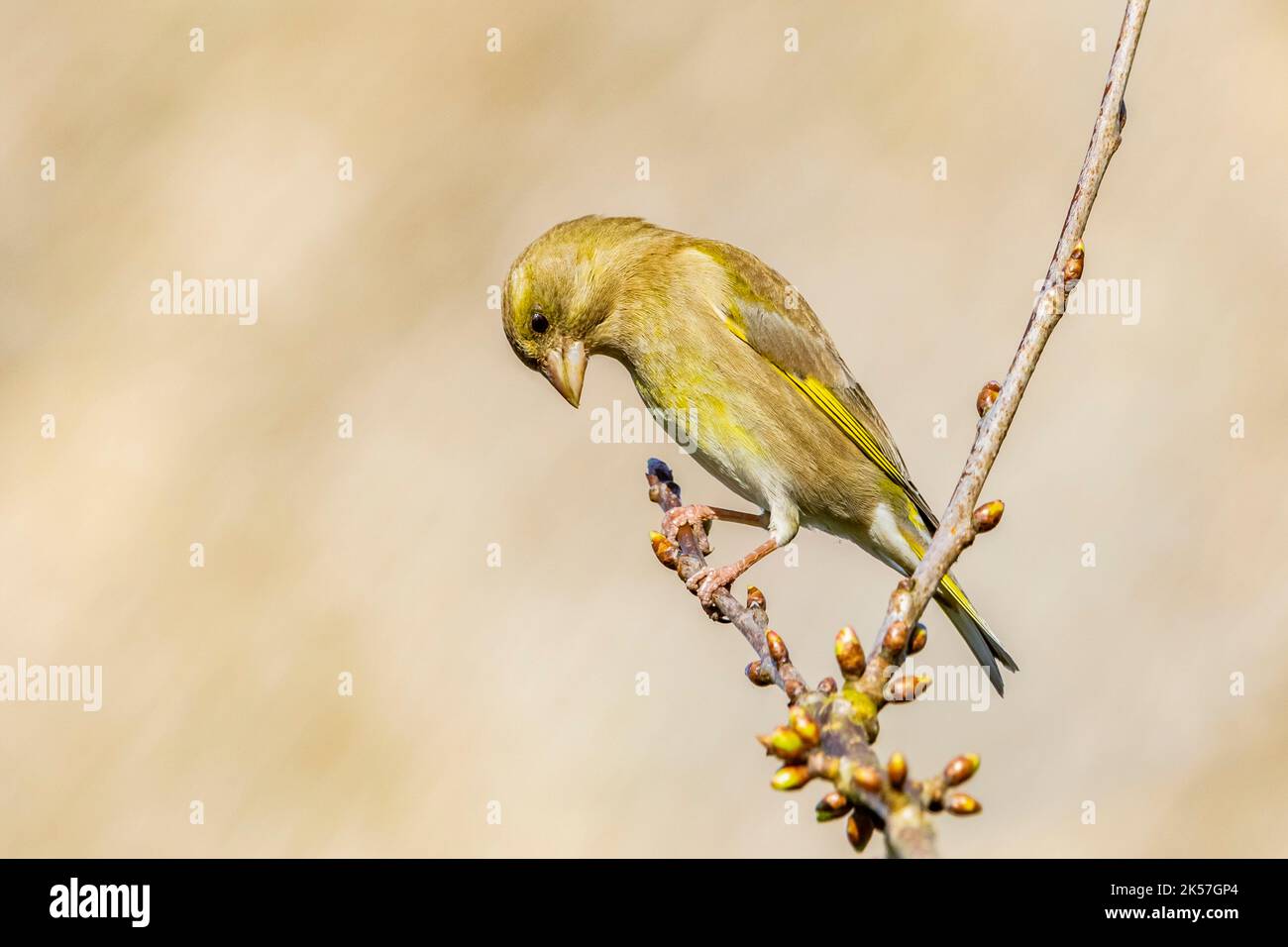 France, Eure, near Pont-Audemer, garden birds, passeriform, male ...
