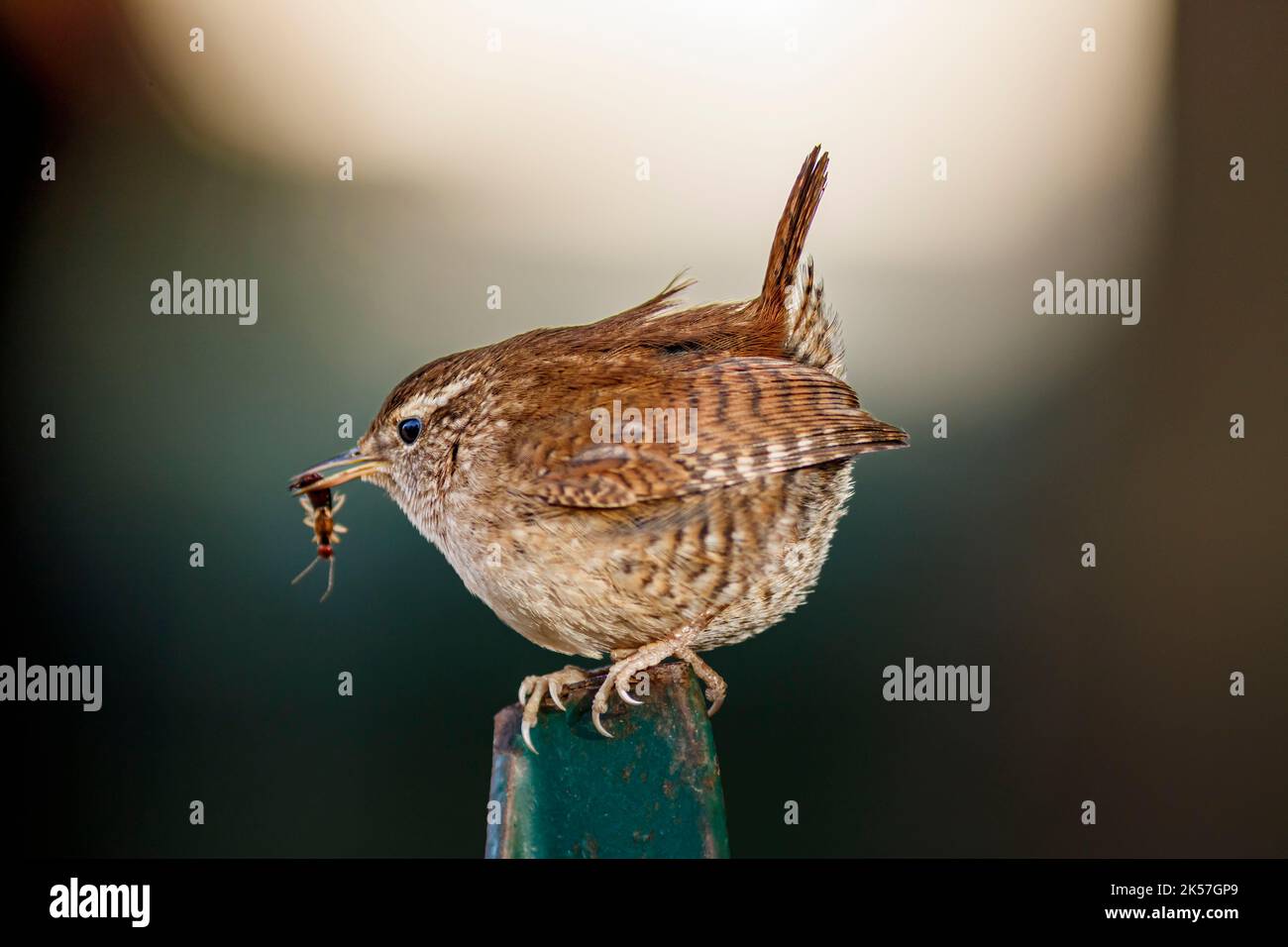 France, Eure, near Pont-Audemer, garden birds, passeriform, Wren ...