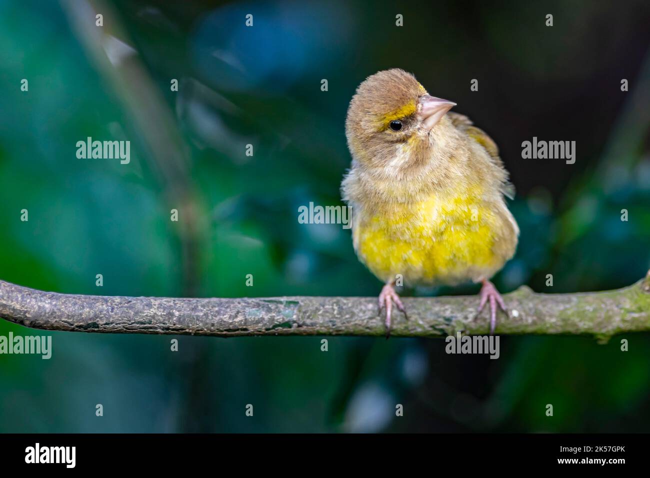France, Eure, near Pont-Audemer, garden birds, passeriform, female ...