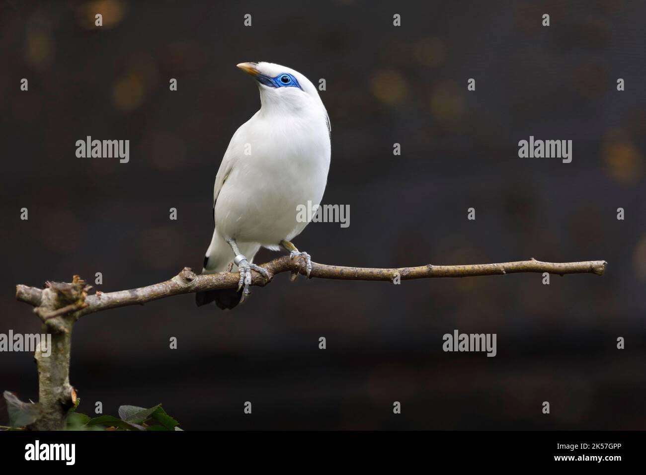 France, Seine-Maritime, Clères, zoological park, portrait of Bali myna ...