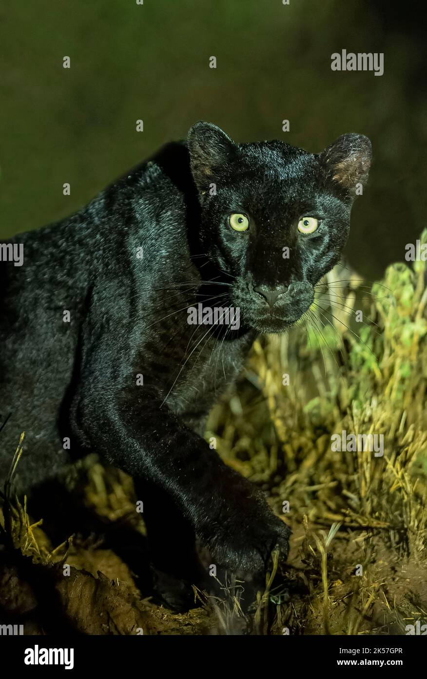 Kenya, Laikipia County, Extremely rare photo of a Black Panther or ...