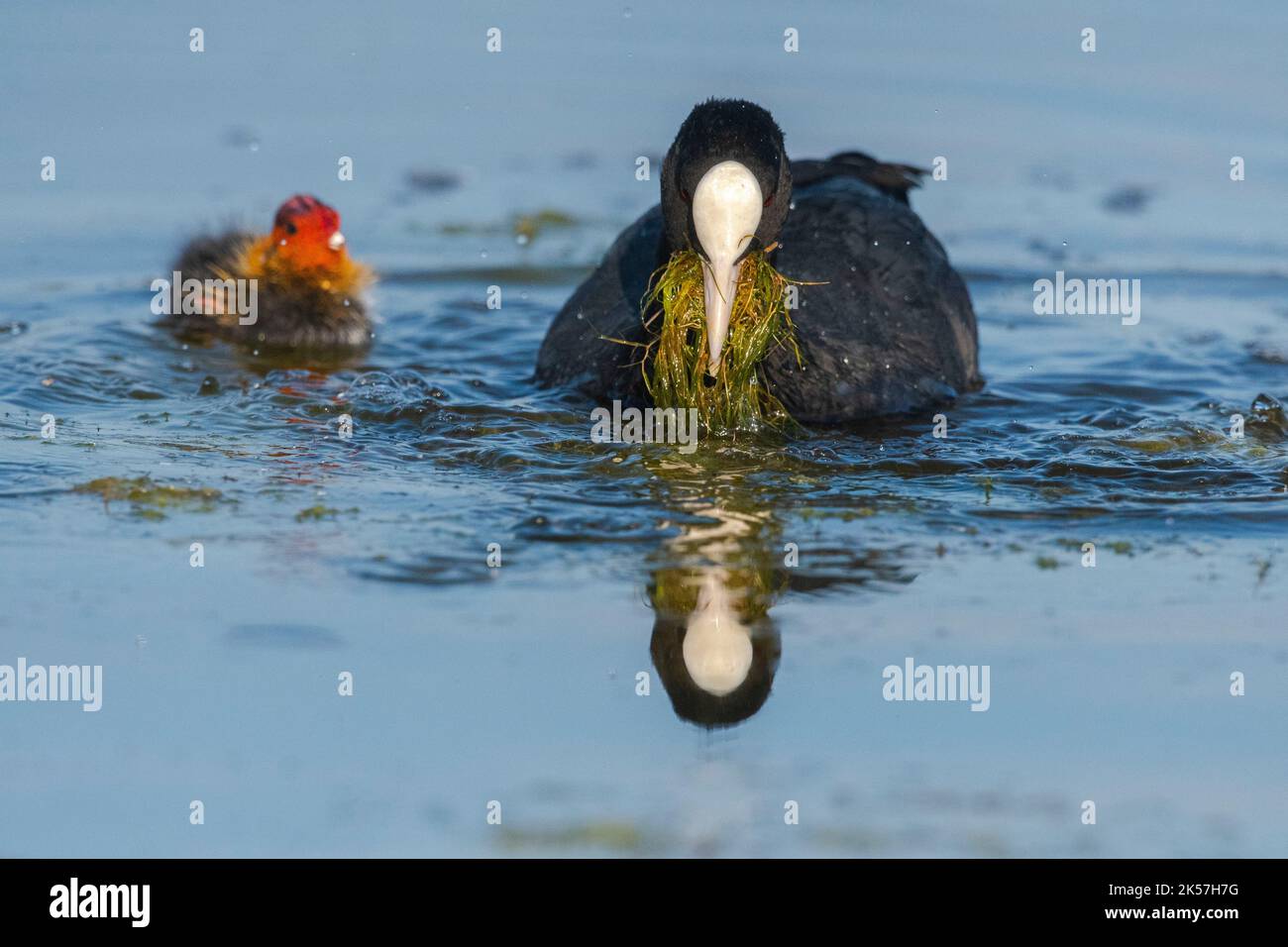 France, Somme, Baie de Somme, Le Crotoy, Coot (Fulica atra - Eurasian ...