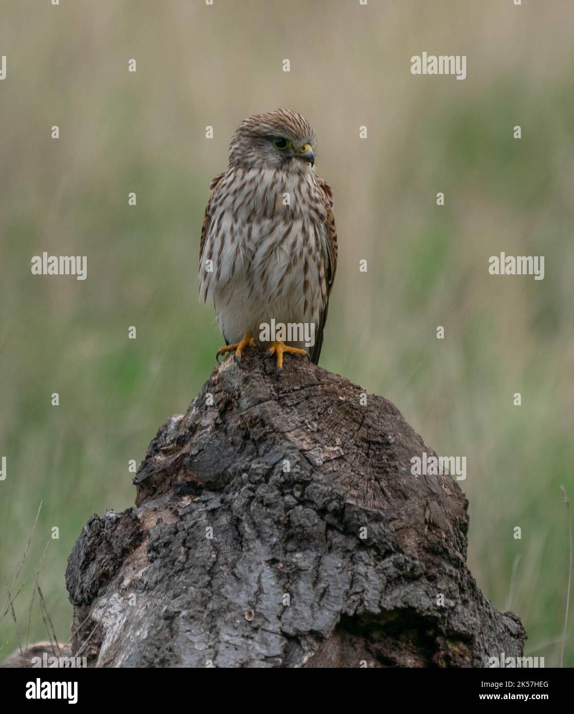 Common Kestrel perched Stock Photo - Alamy