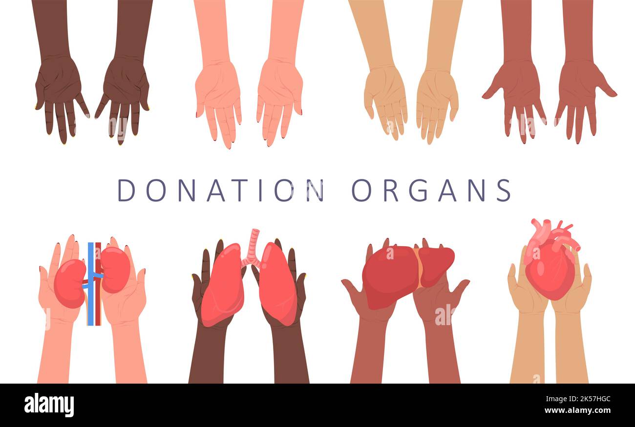 Donor flat vector organ surgery transplant Stock Vector Image & Art - Alamy