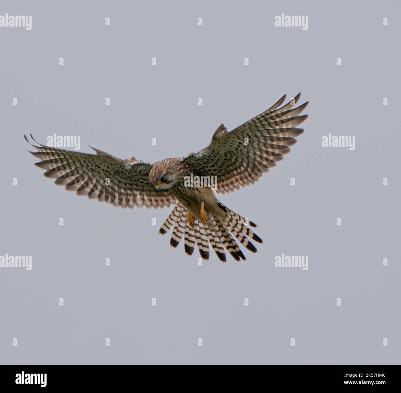 common kestrel in flight hovering Stock Photo - Alamy