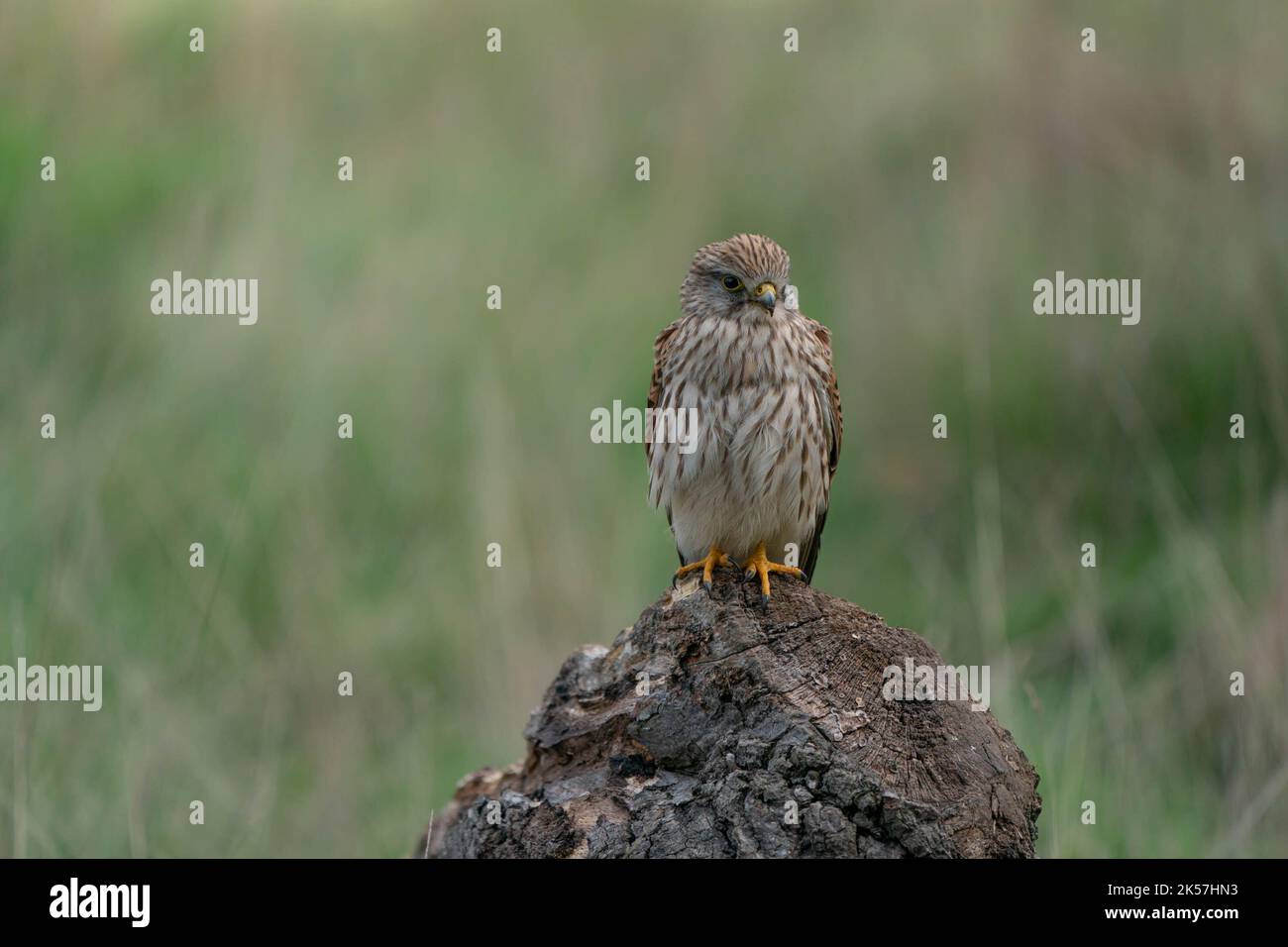 Common Kestrel perched Stock Photo - Alamy