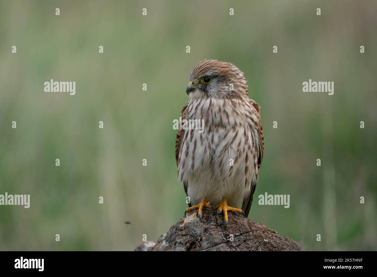 Common Kestrel perched Stock Photo - Alamy