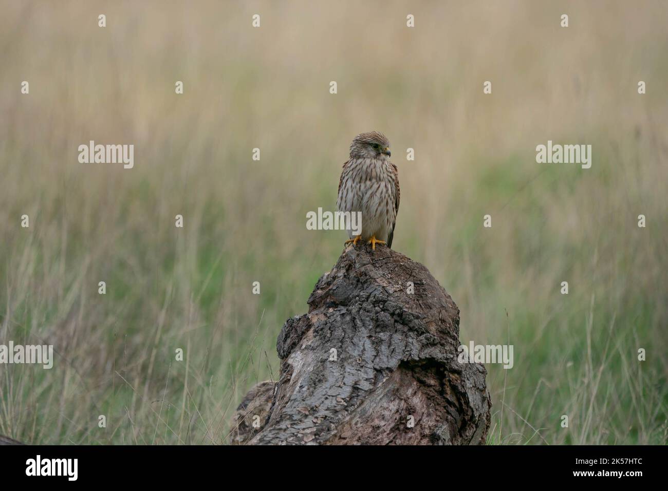 Common Kestrel perched Stock Photo - Alamy