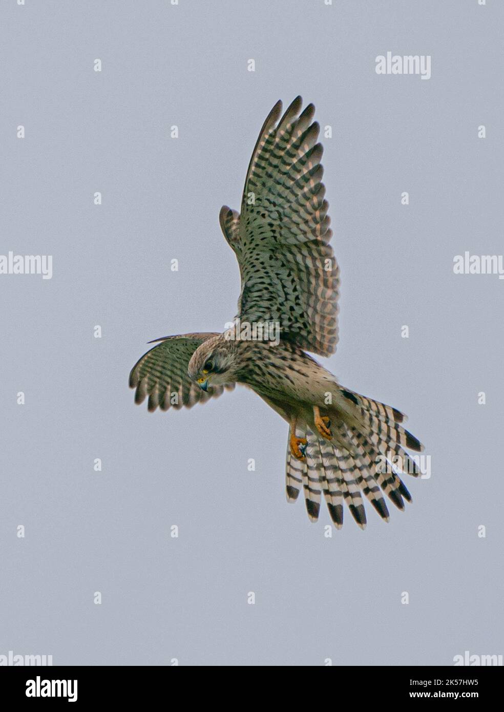 common kestrel in flight hovering Stock Photo - Alamy