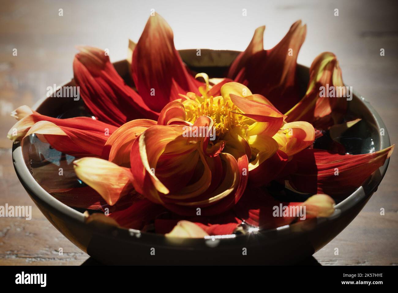 Dahlia 'Bodacious' flower blossom floating in a bowl of water Stock ...