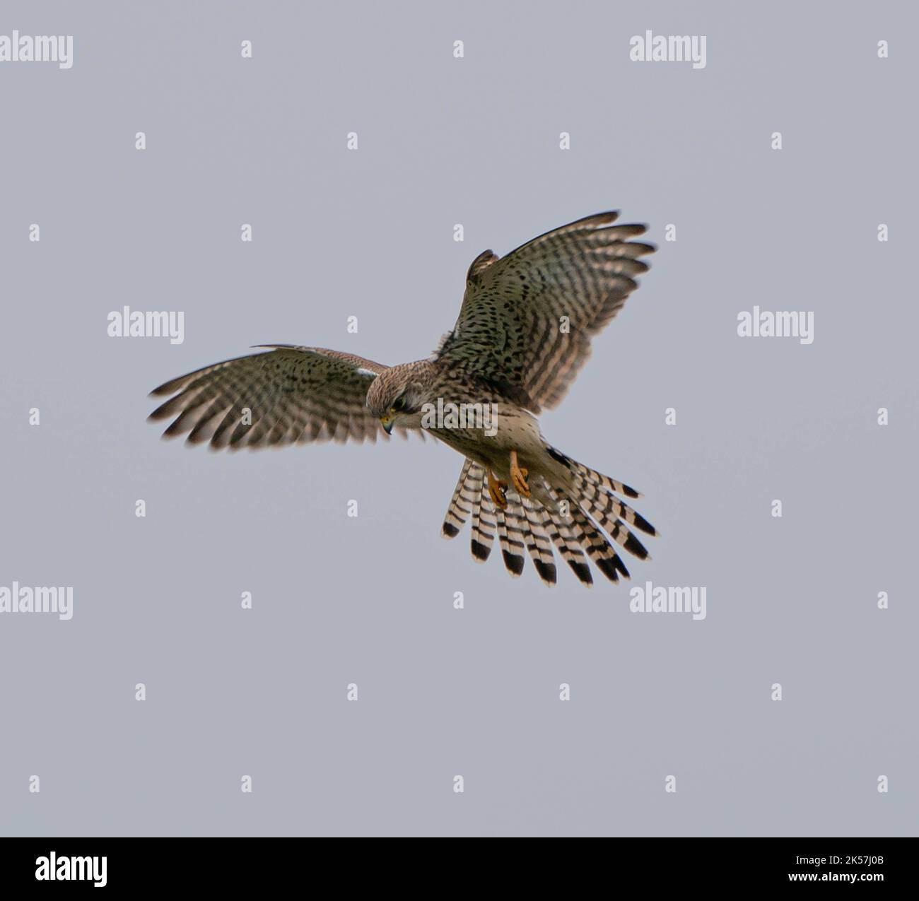 common kestrel in flight hovering Stock Photo - Alamy