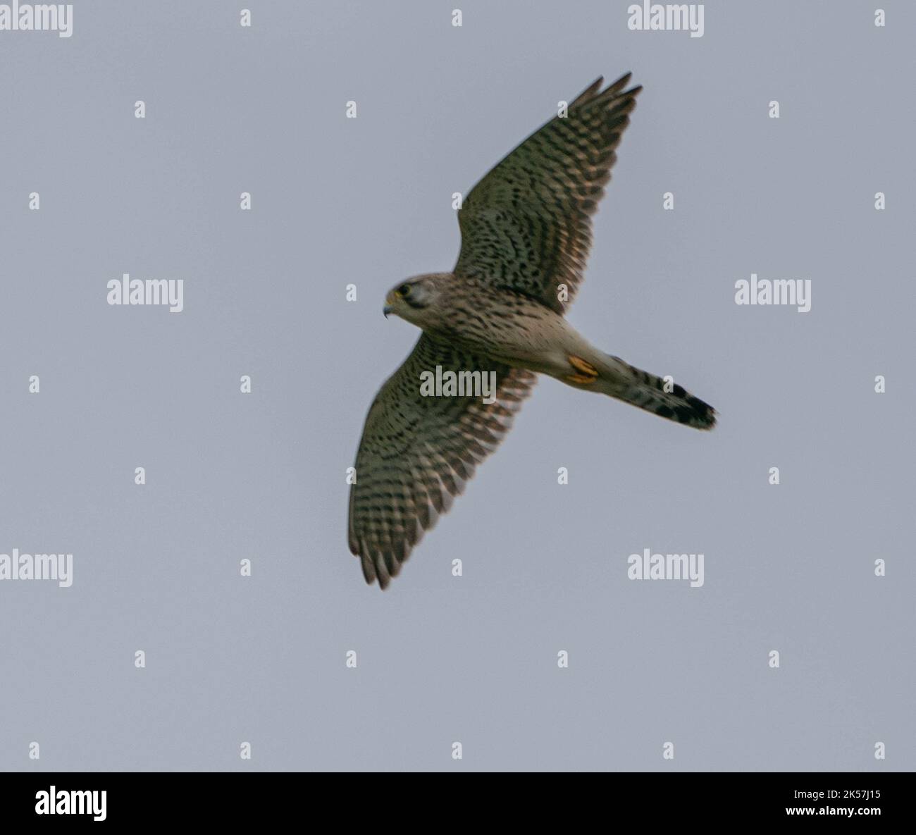 common kestrel in flight hovering Stock Photo - Alamy
