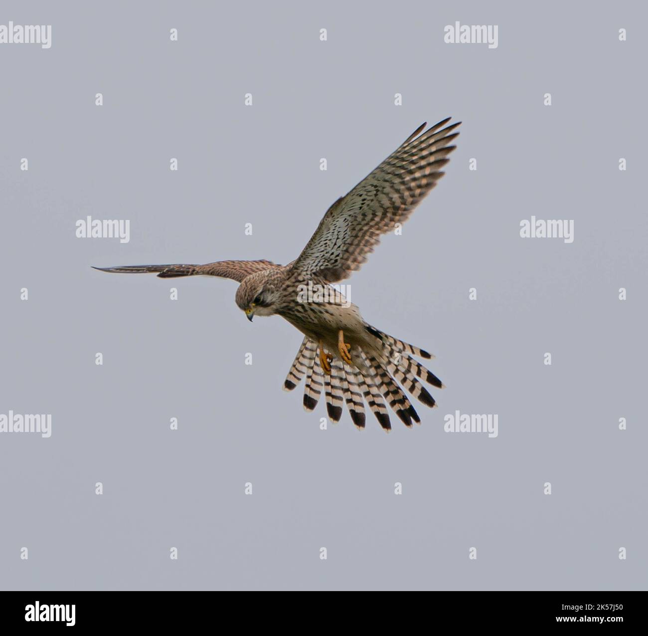 common kestrel in flight hovering Stock Photo - Alamy
