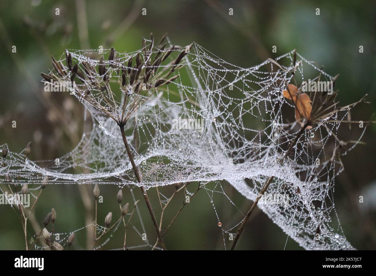Trapeze spider web hi-res stock photography and images - Alamy