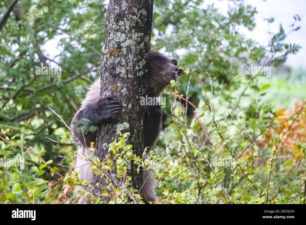 A big grizzly bear scratching against a tree, in Alaska Stock Photo - Alamy