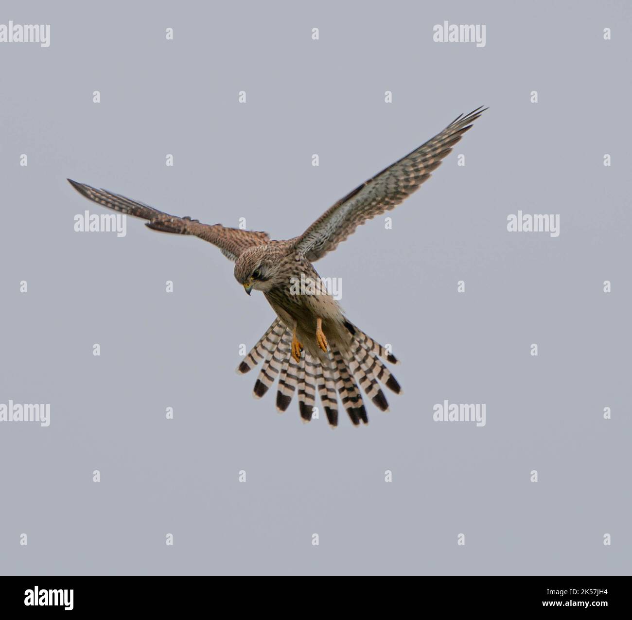 common kestrel in flight hovering Stock Photo - Alamy