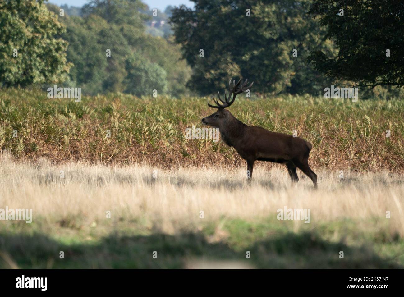 red deer stag in autumn Stock Photo - Alamy