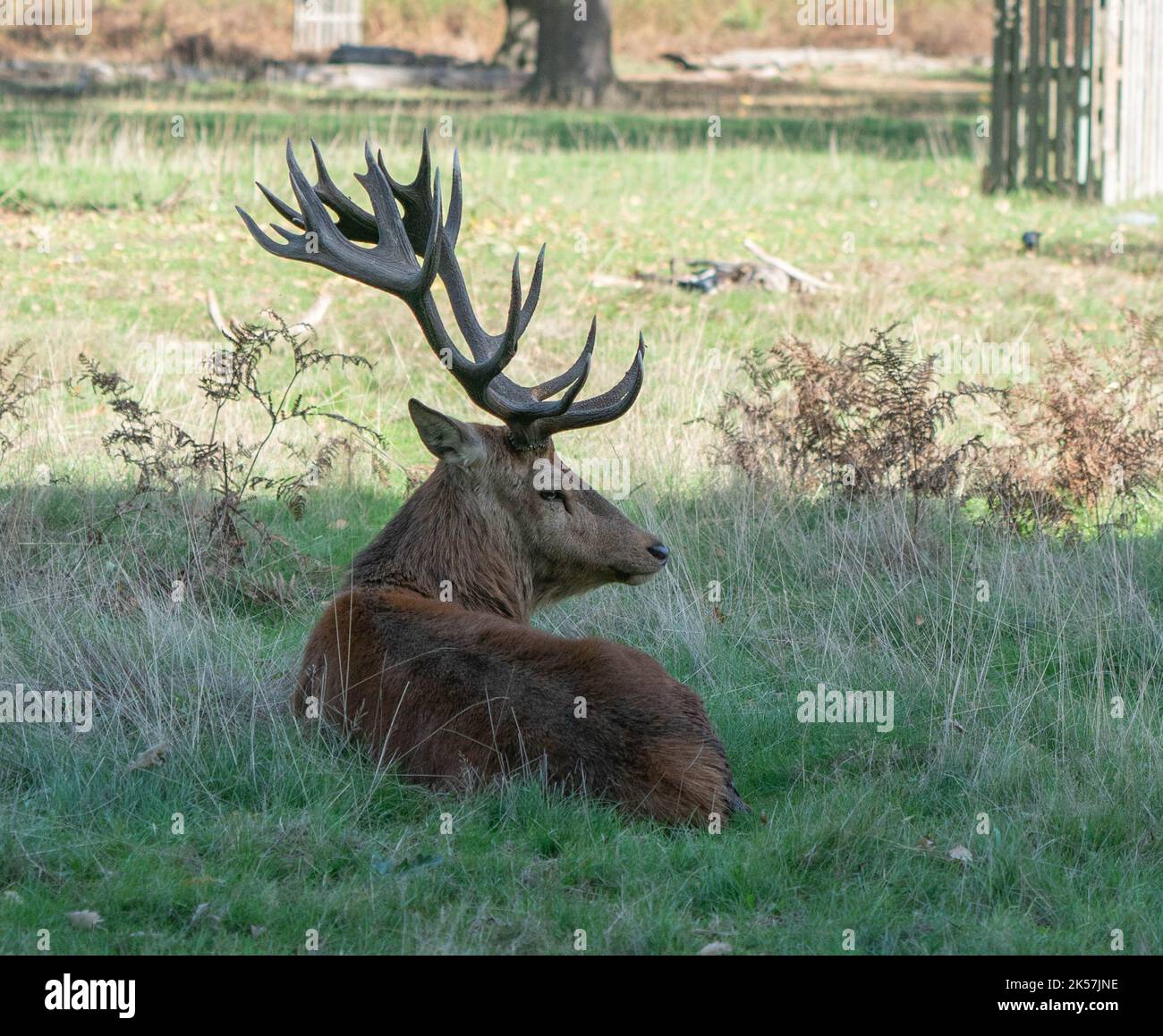 red deer stag in autumn Stock Photo - Alamy