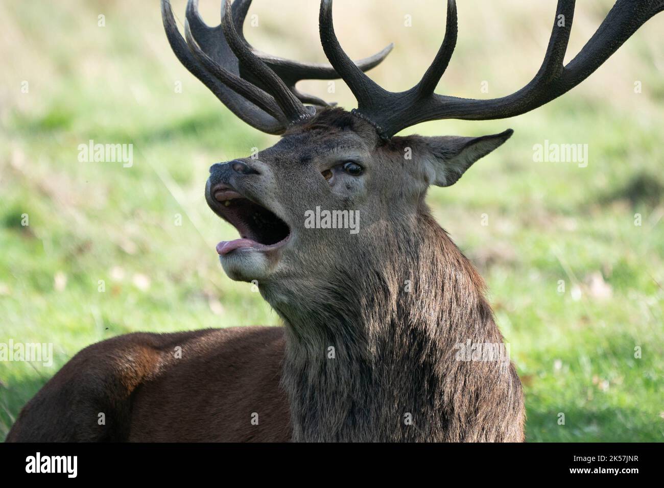 Red stag baying in autumn Stock Photo - Alamy