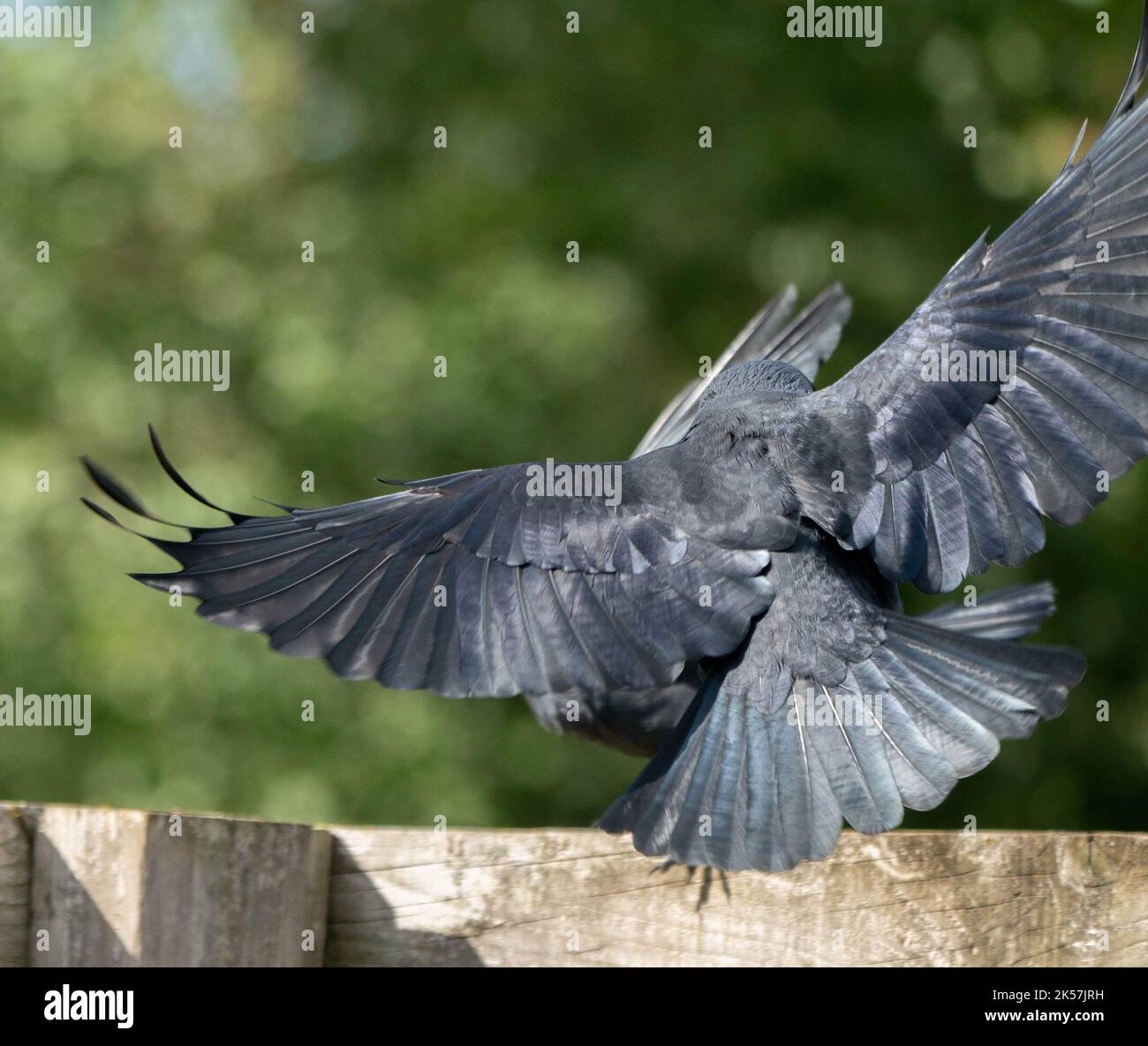 birds in flight Stock Photo - Alamy