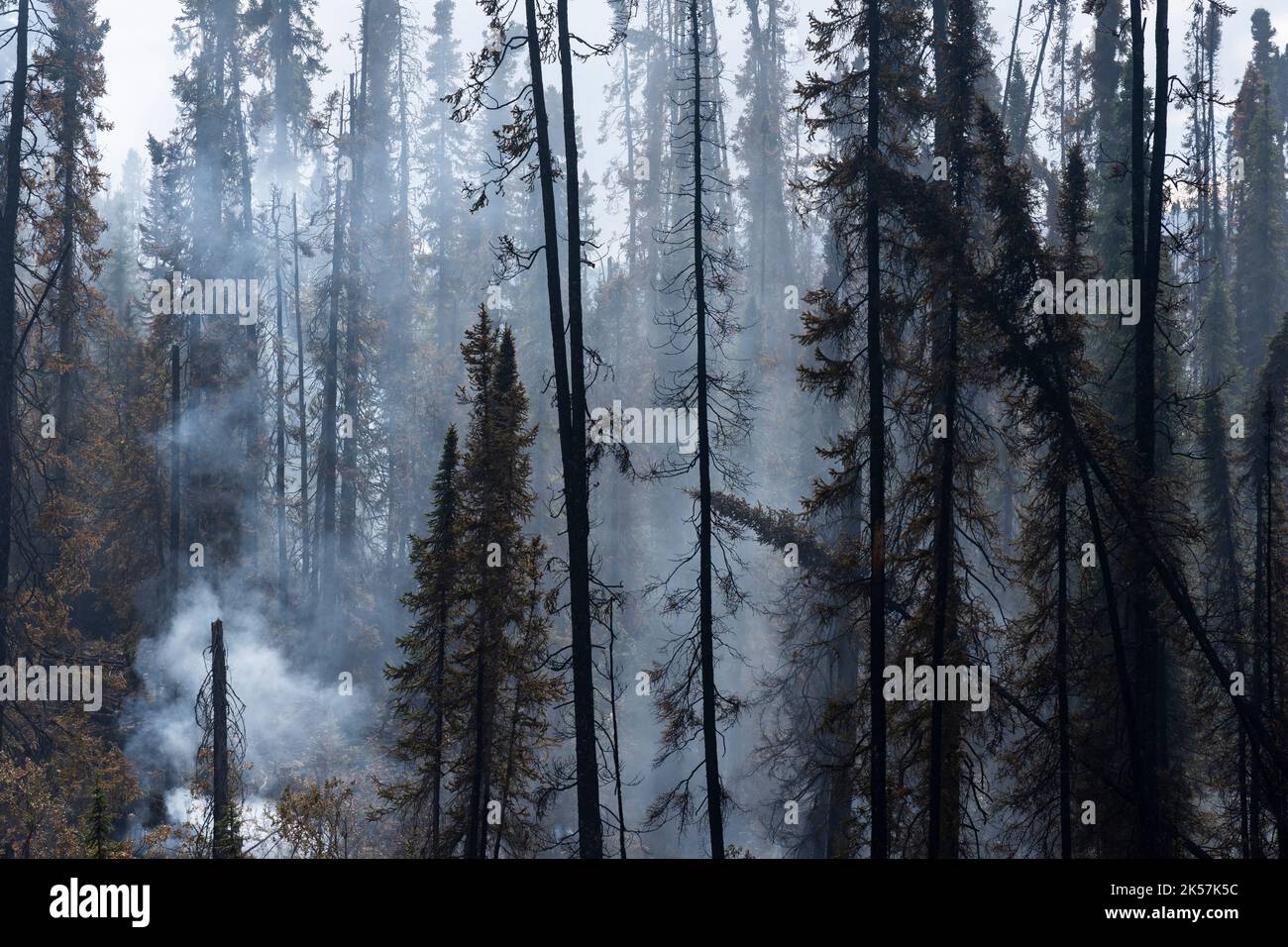 A forest fire burns along the Robert Campbell Highway (Route 4) in ...