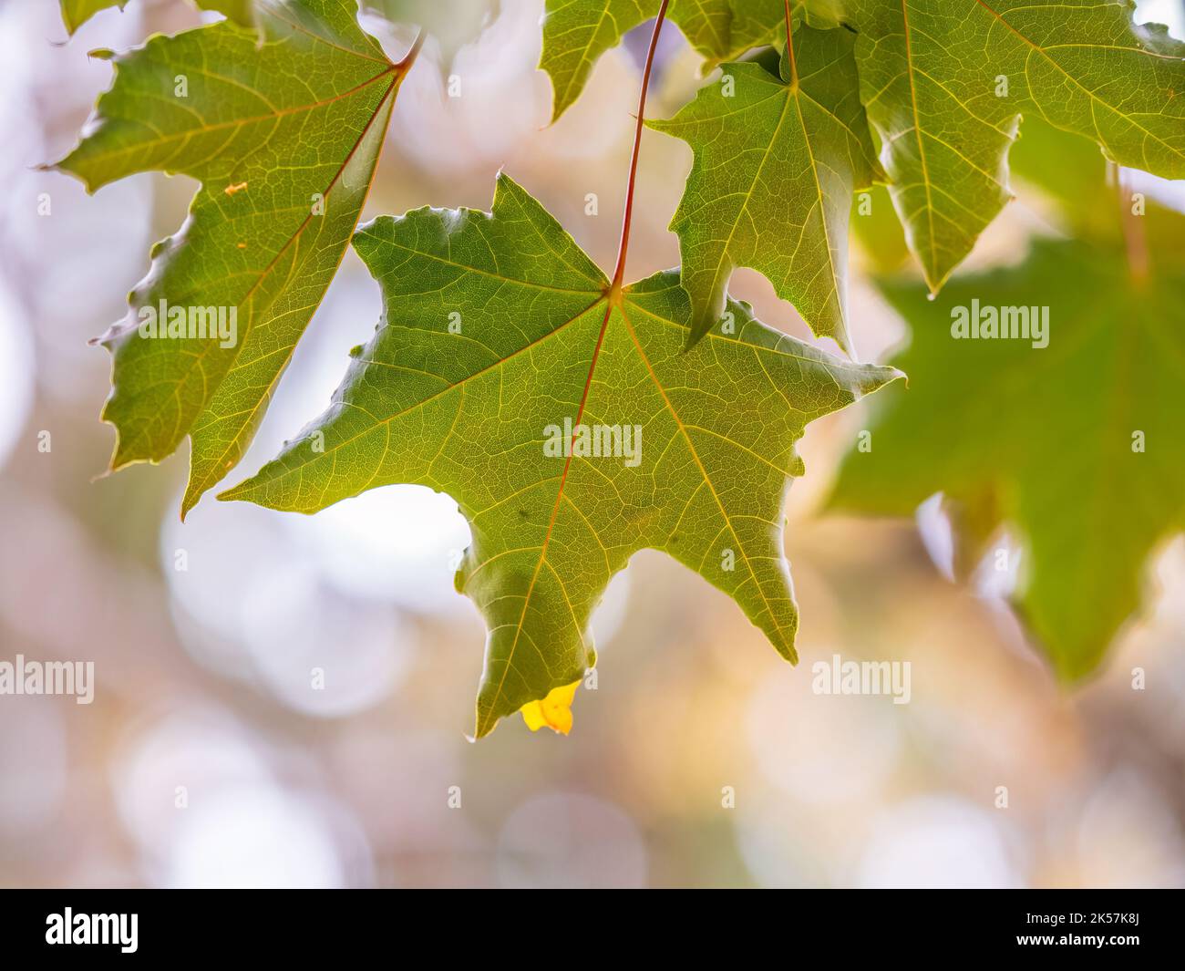 Maple branches with yellow leaves in autumn, in the light of sunset ...
