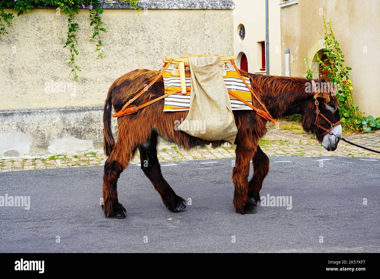 Donkey carrying trash from the streets to improve the environment in ...