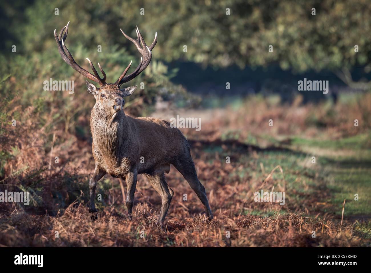 Stag on a mission to mate during the rutting season Stock Photo - Alamy