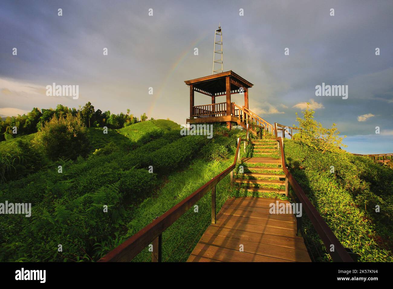 beautiful mountain landscape with tea plantation,observation deck ...