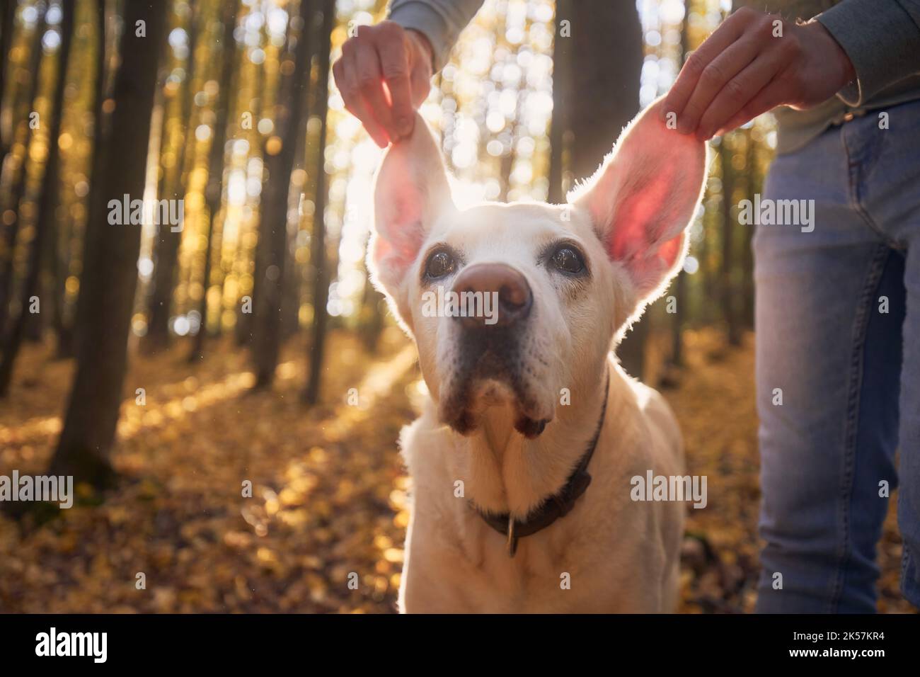 Funny dog ears hi-res stock photography and images - Alamy