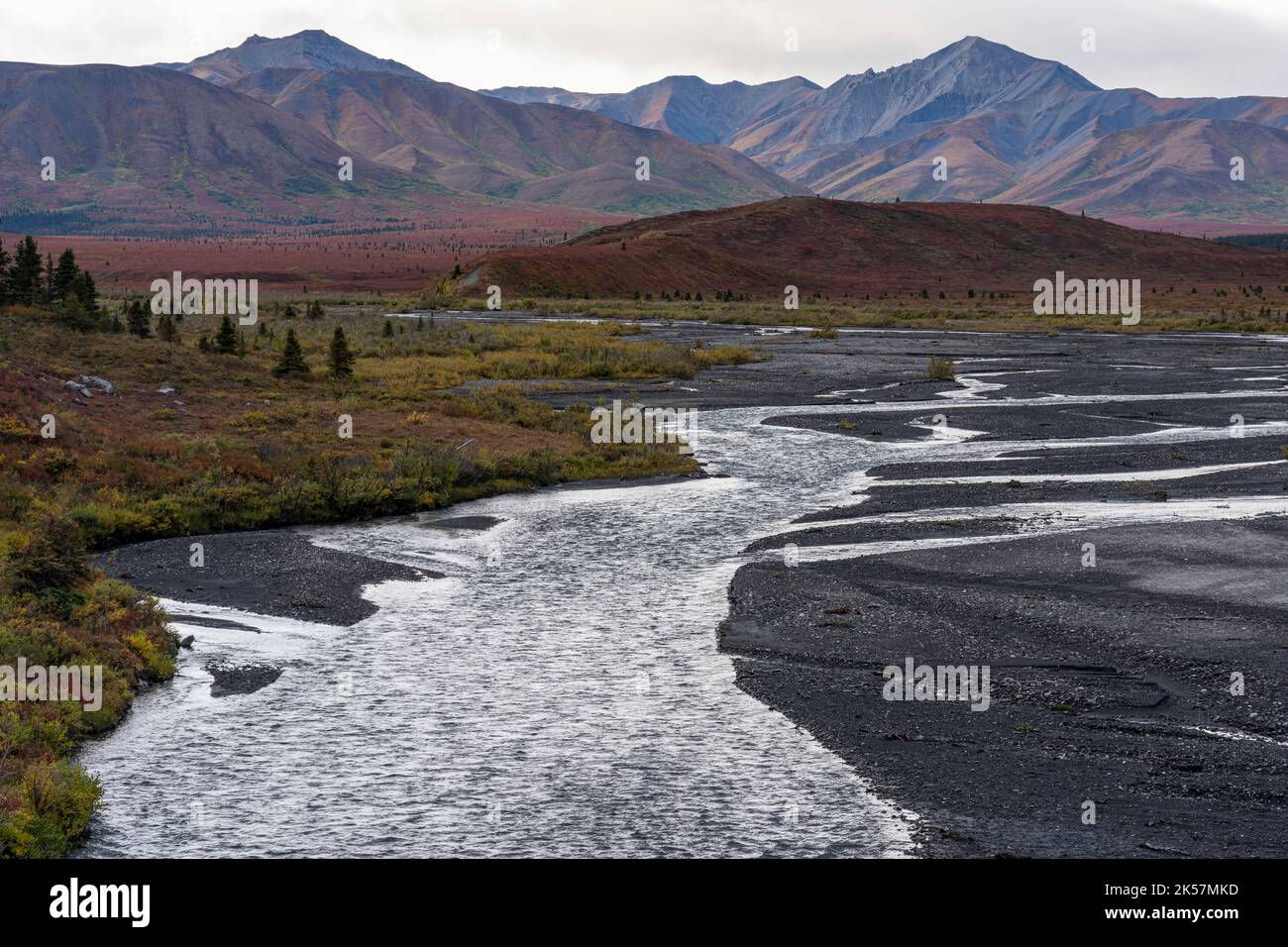The Savage River with fall color in September in Denali National Park ...