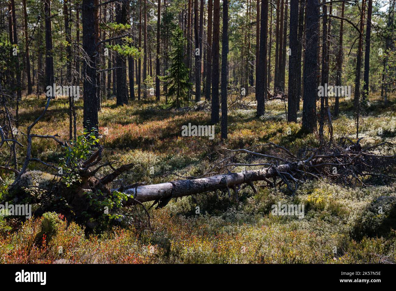 Lauhanvuori national park hi-res stock photography and images - Alamy