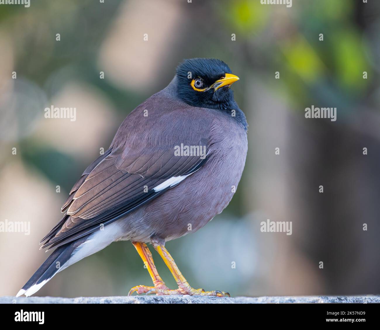 A Portrait of Myna sitting on wall Stock Photo - Alamy