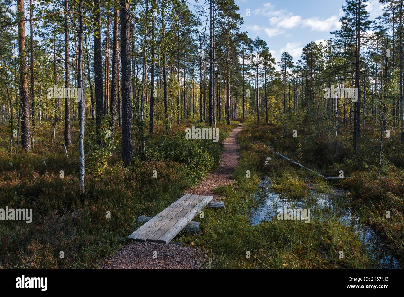 Planks over the ditch on a hiking trail in Lauhanvuori National Park ...