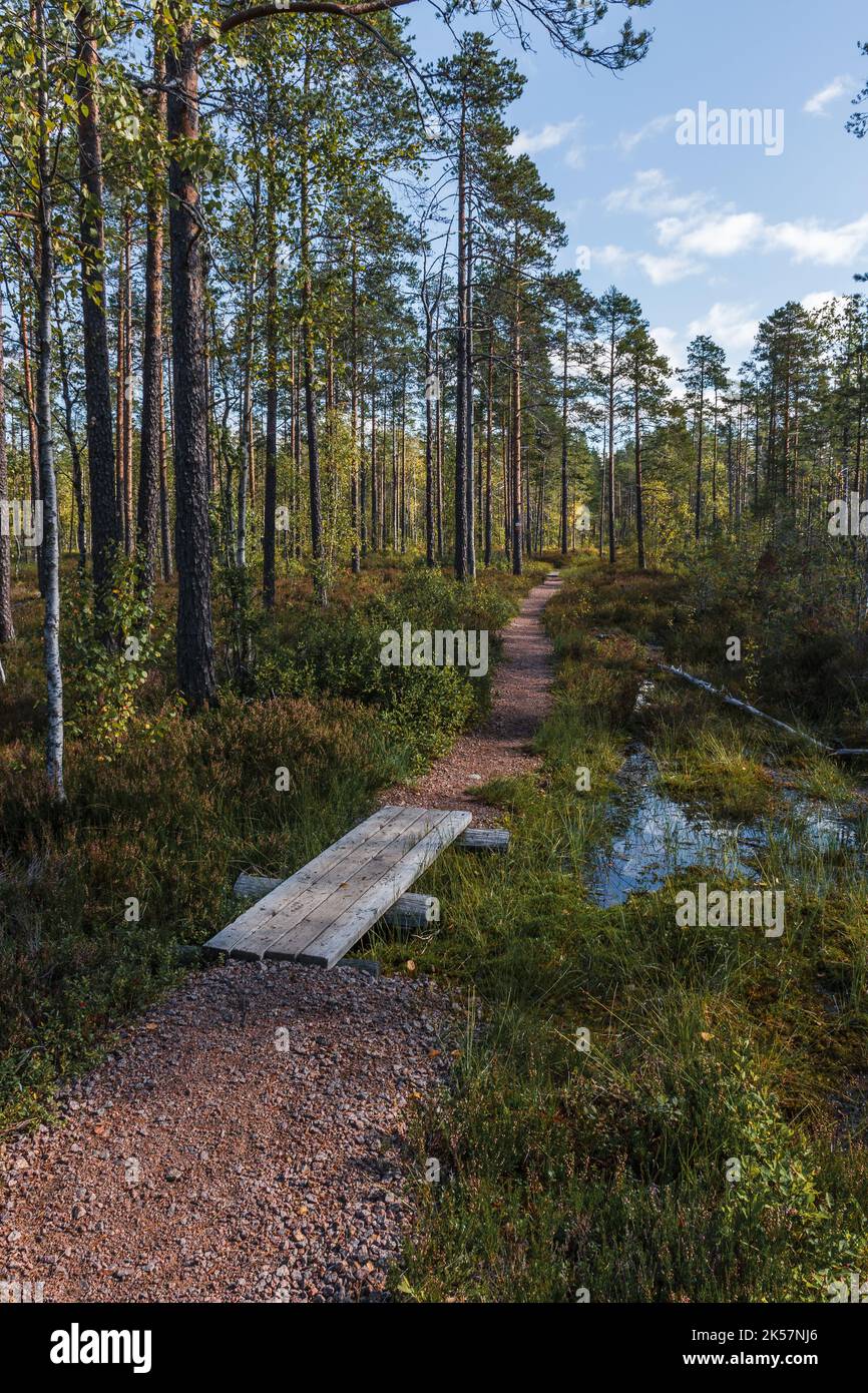 Planks over the ditch on a hiking trail in Lauhanvuori National Park ...