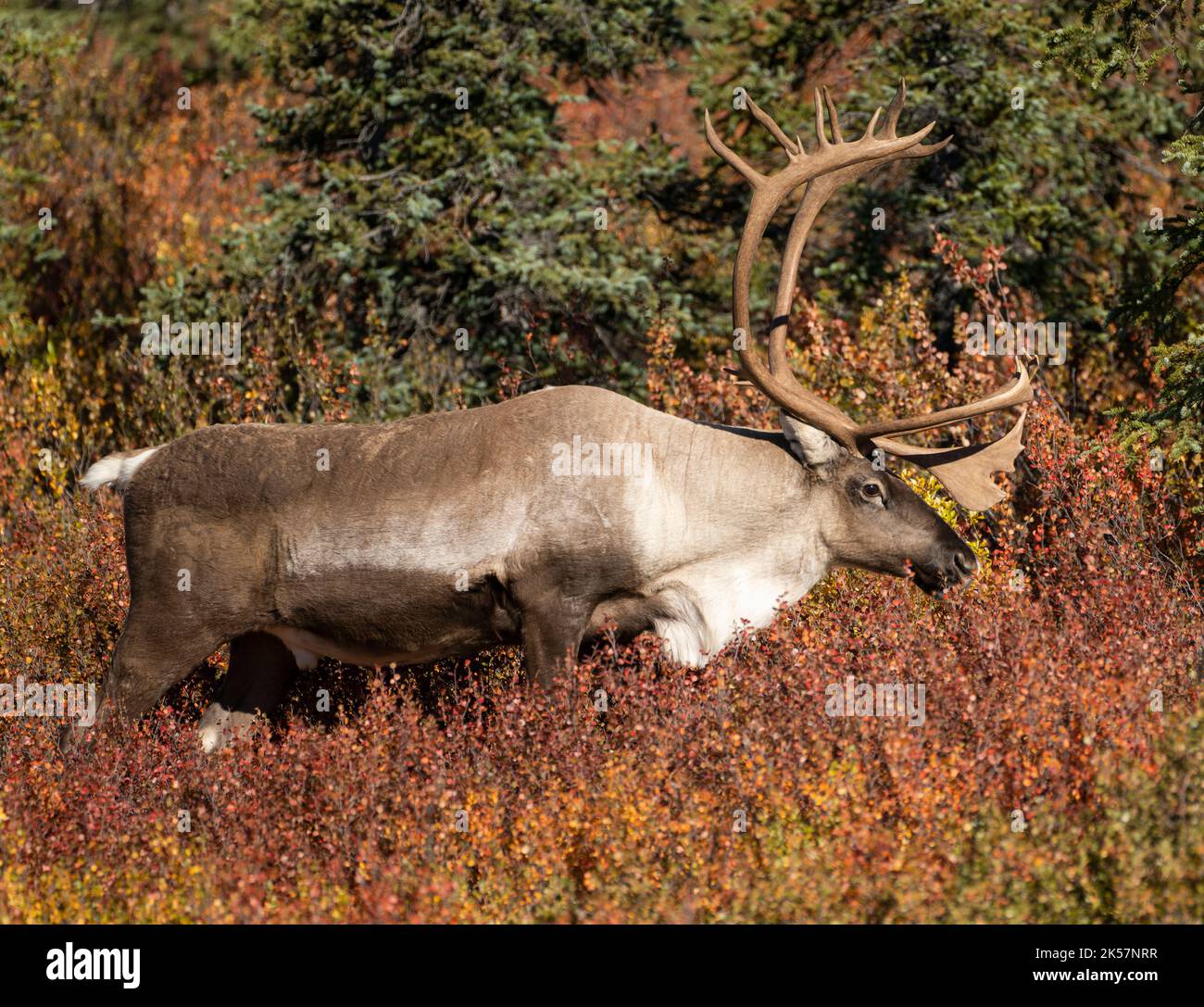 A caribou (Rangifer tarandus), or reindeer, browses in Denali National ...
