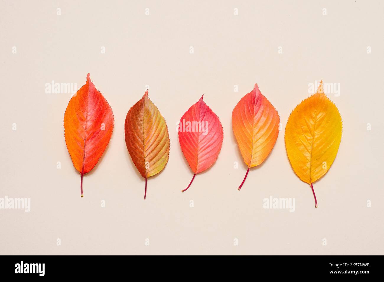 Colorful autumn leaves on beige background. Horizontal autumn theme ...