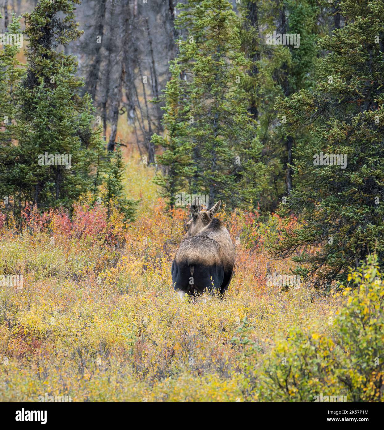 A cow moose urinating amid fall color along the Denali Highway near the ...
