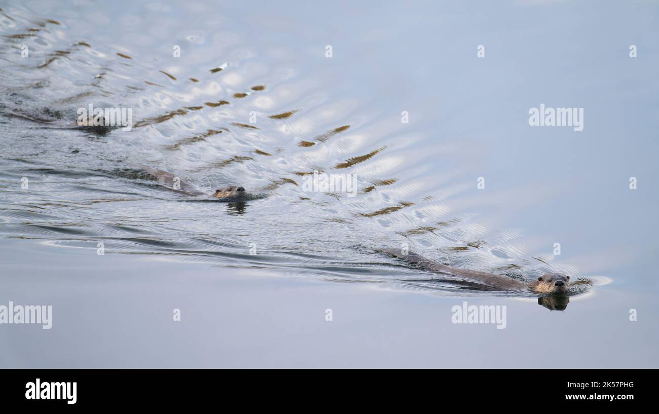 North American river otters (Lontra canadensis) swim in Twin Lakes in ...