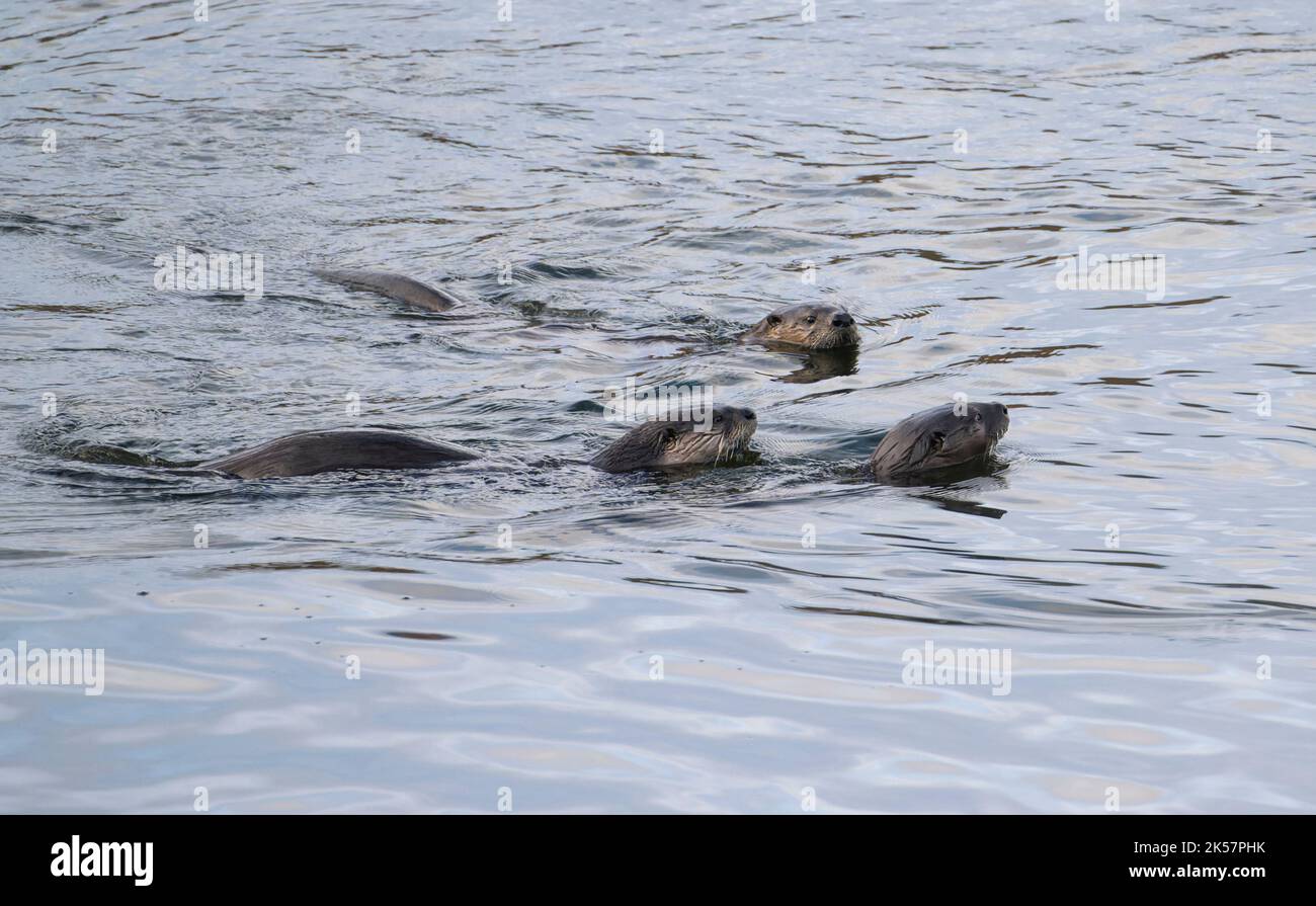 North American river otters (Lontra canadensis) swim in Twin Lakes in ...