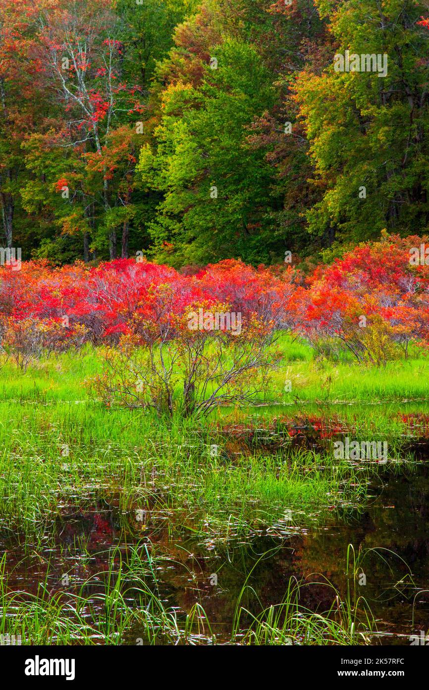 Snow Shanty Run, a beaver pond, in Pennsylvania's Delaware State Forest ...