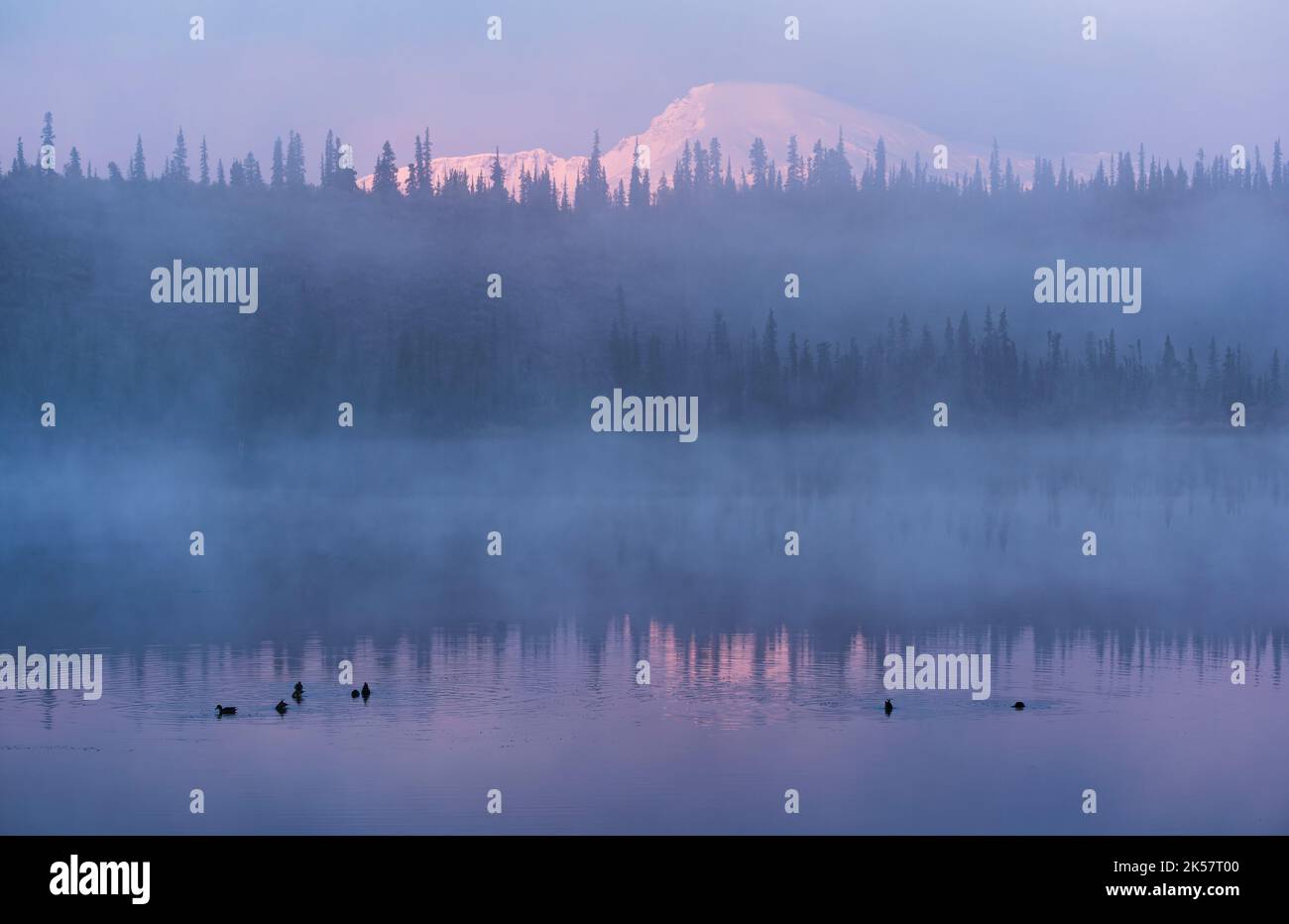 Ducks swim in early morning on Twin Lakes in Wrangell-St. Elias ...