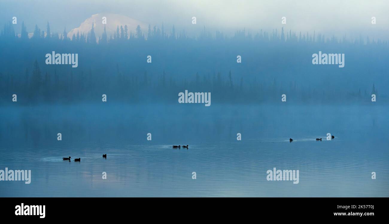 Ducks swim in early morning on Twin Lakes in Wrangell-St. Elias ...