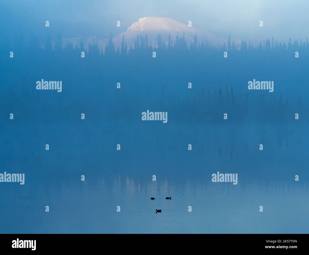 Ducks swim in early morning on Twin Lakes in Wrangell-St. Elias ...