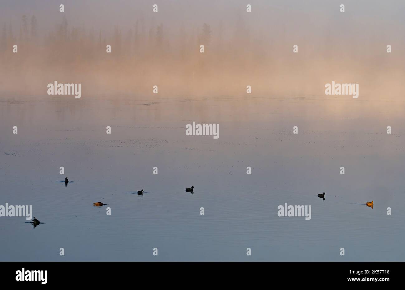 Ducks swim in early morning on Twin Lakes in Wrangell-St. Elias ...
